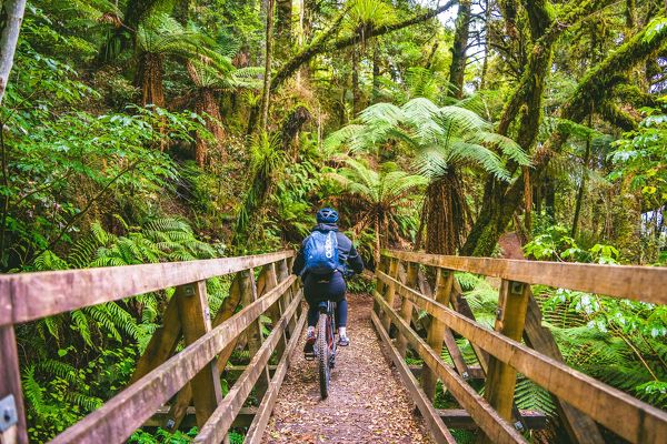 The Timber Trail | Timber Trail