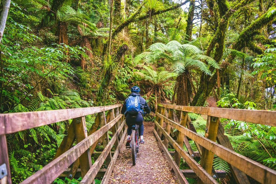 The Timber Trail | Timber Trail