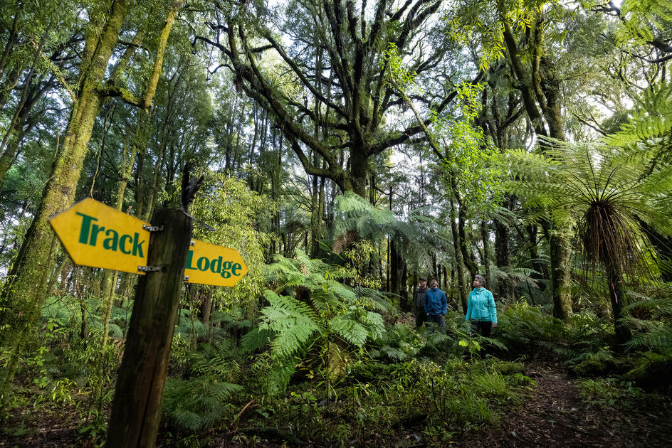 Pureora Forest Park | Timber Trail